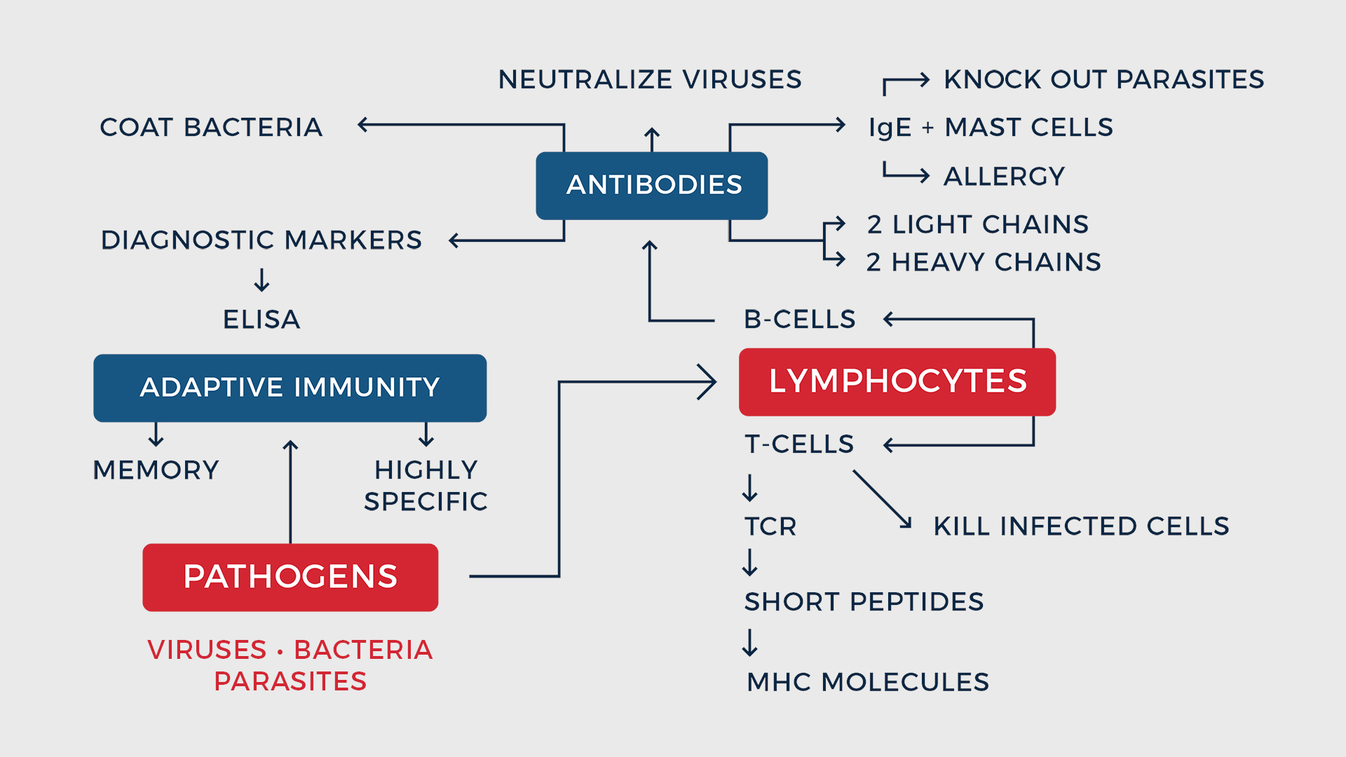 Immunity Concept Map
