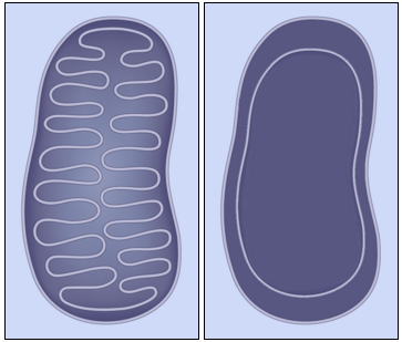 Difference Between Cristae And Cisternae Compare The