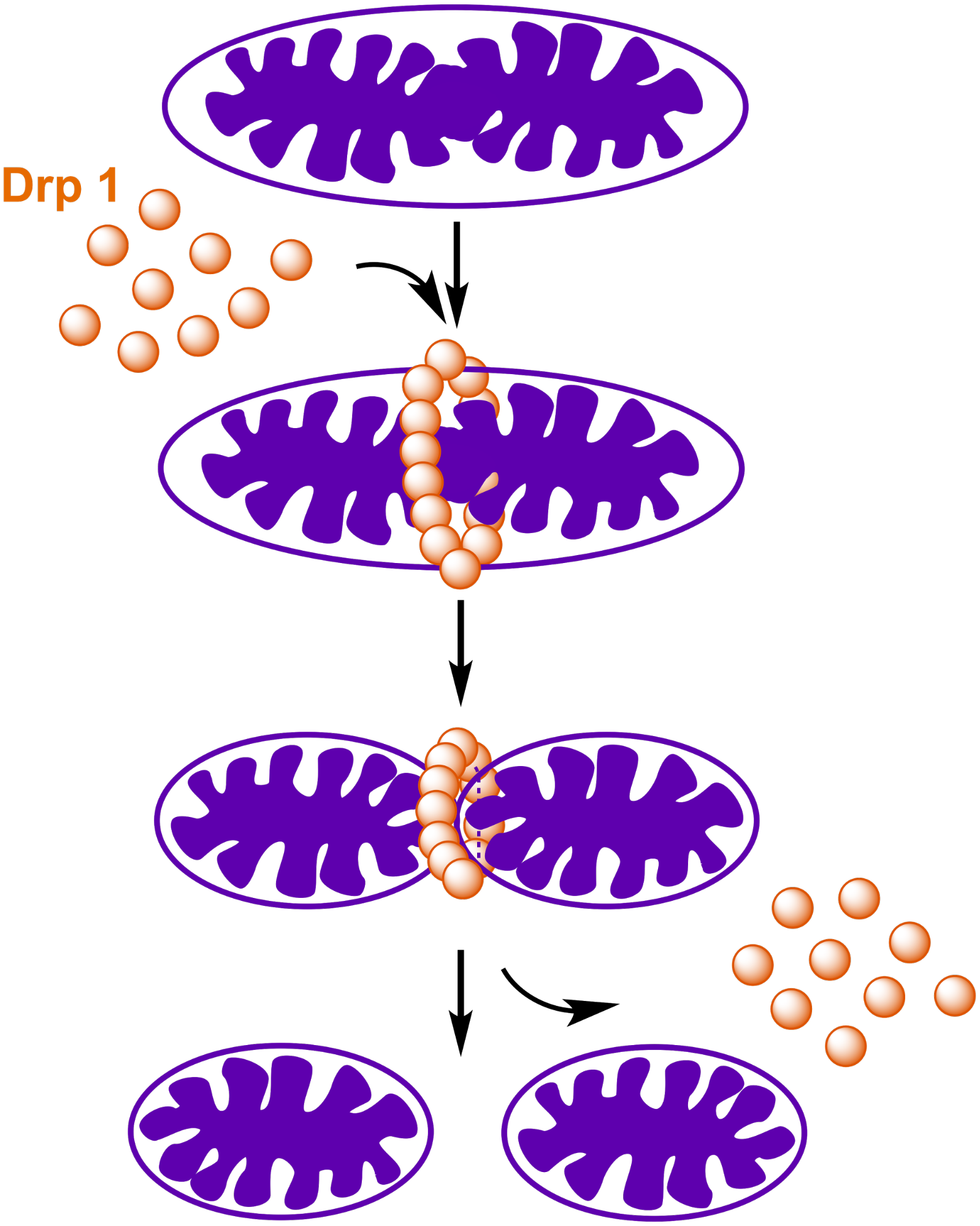 Solved Q4. Mitochondrial fission is important for healthy | Chegg.com